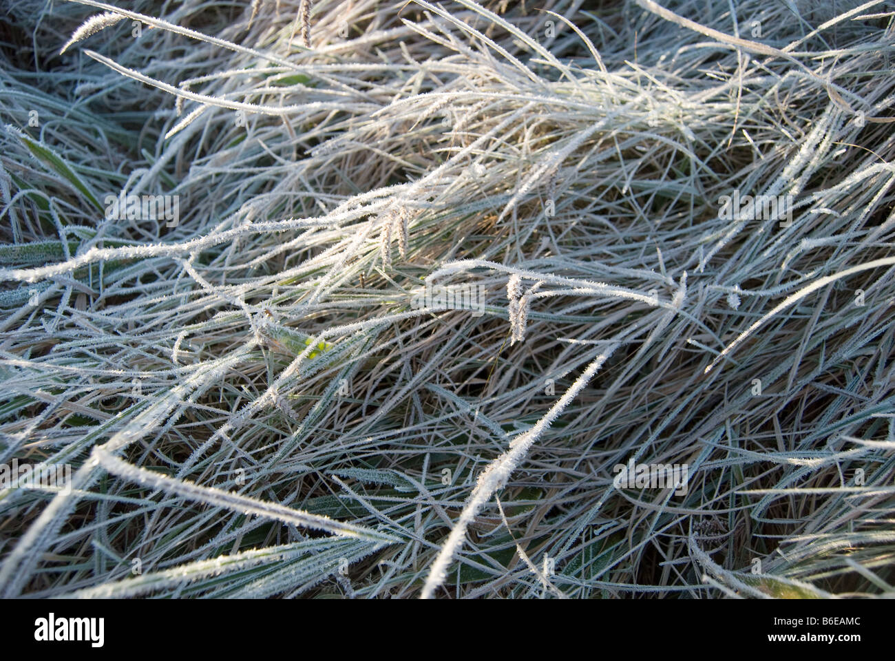 Grass grasses winter frost cold hi-res stock photography and images - Alamy