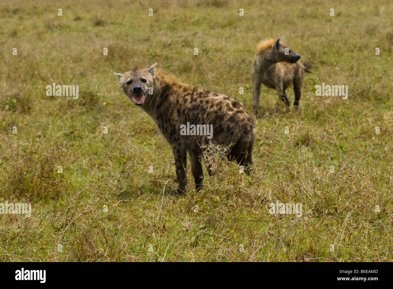 Hyena hyenas hi-res stock photography and images - Alamy
