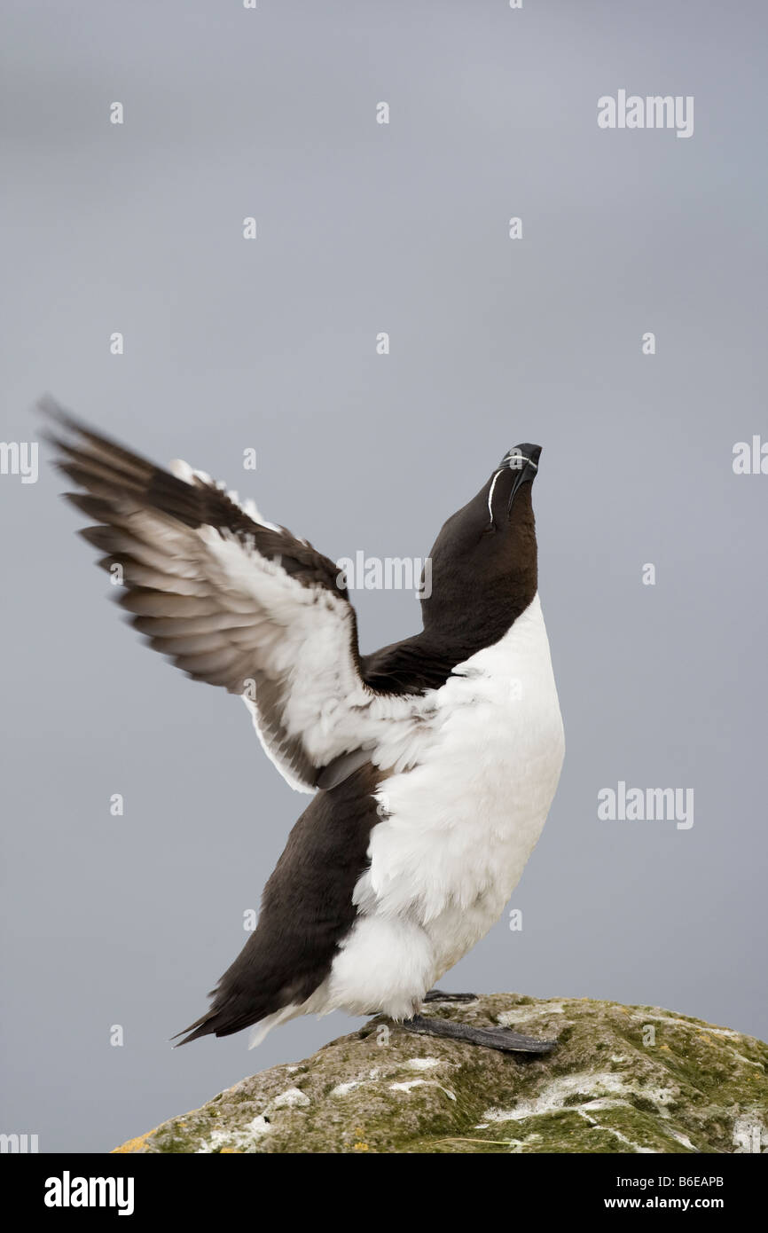 Razorbill flapping hi-res stock photography and images - Alamy
