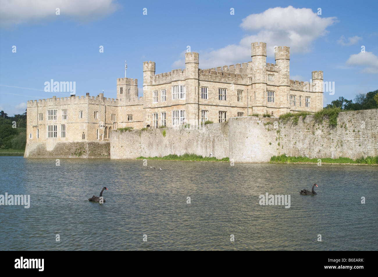 Leeds castle mote and black swans Stock Photo - Alamy