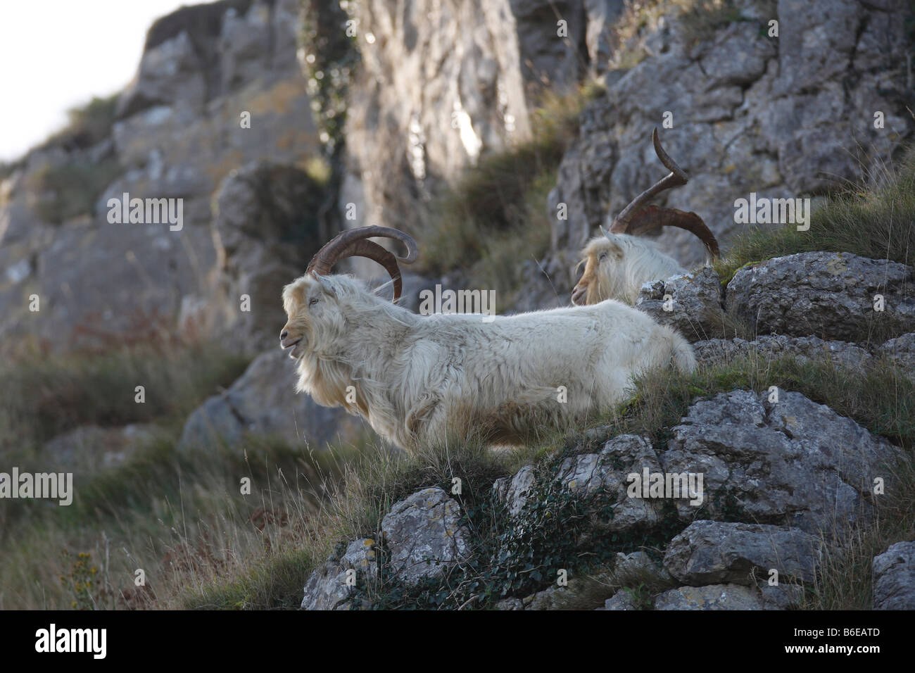 Goats orme hi-res stock photography and images - Alamy