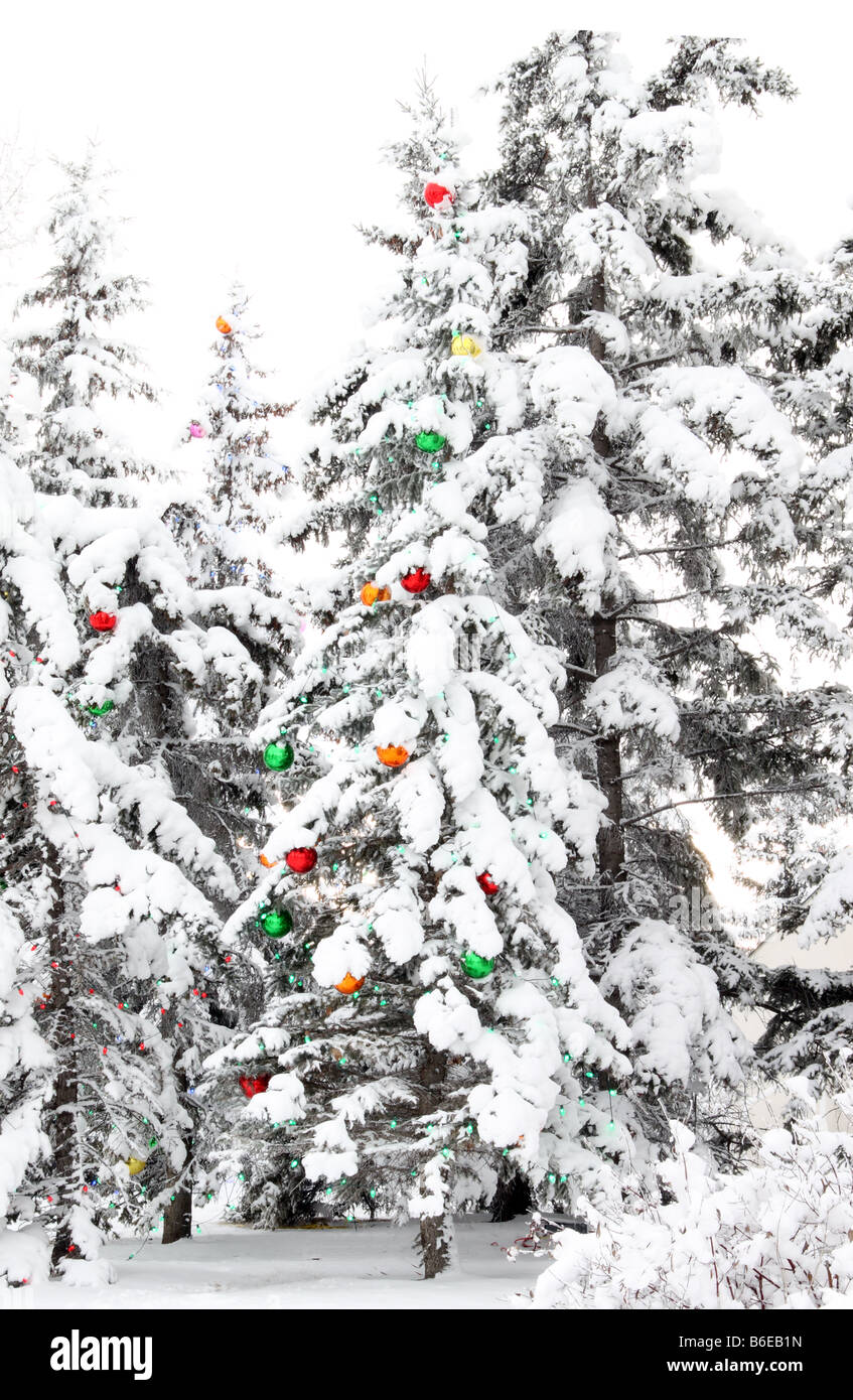 Decorated Christmas trees in Snow Stock Photo - Alamy
