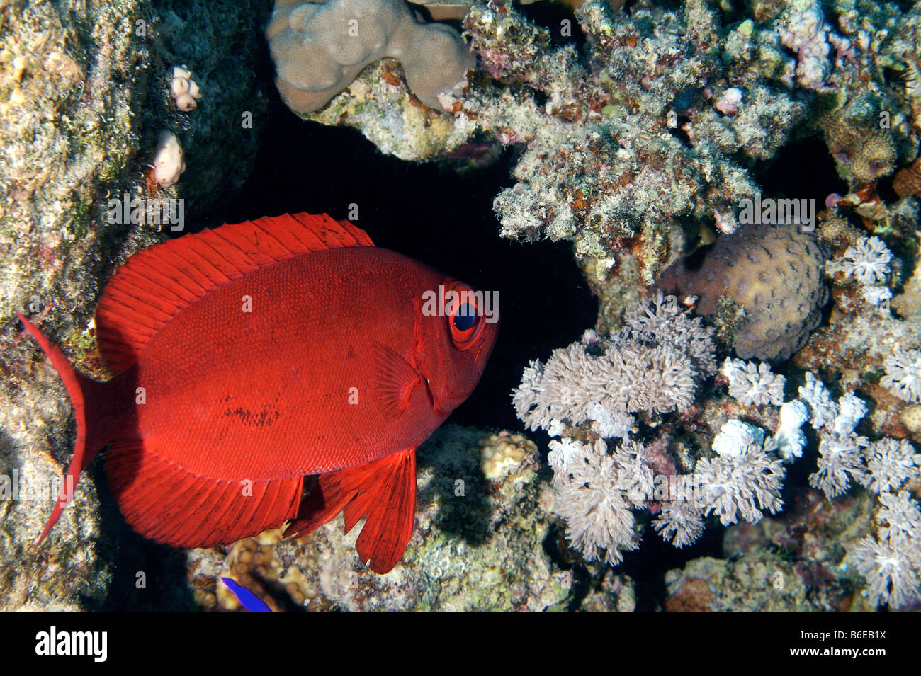 Underwater life in the Red Sea Stock Photo - Alamy