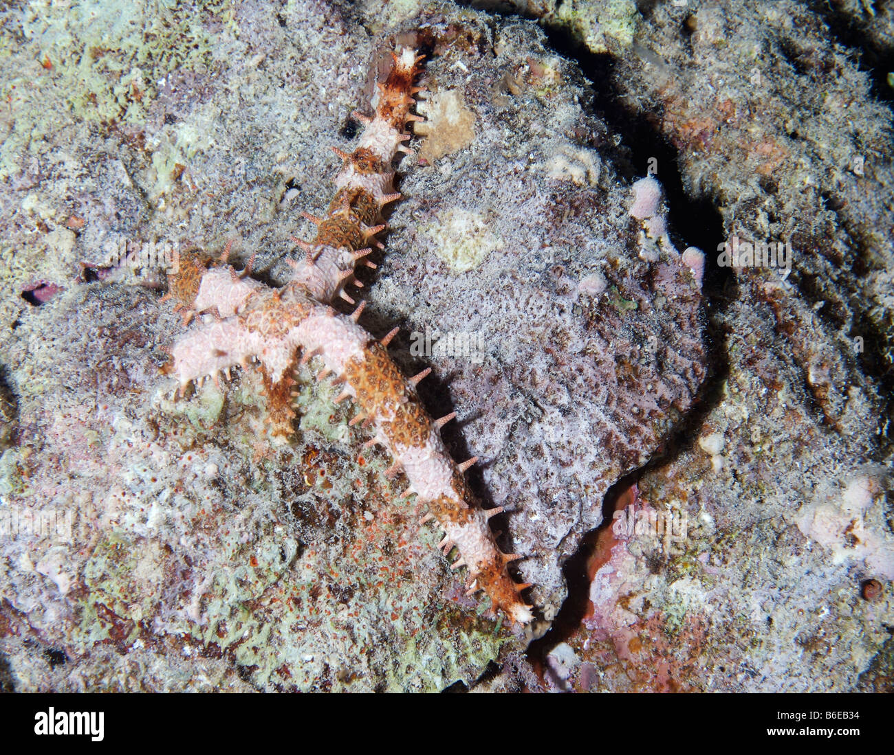 Underwater life in the Red Sea Stock Photo - Alamy