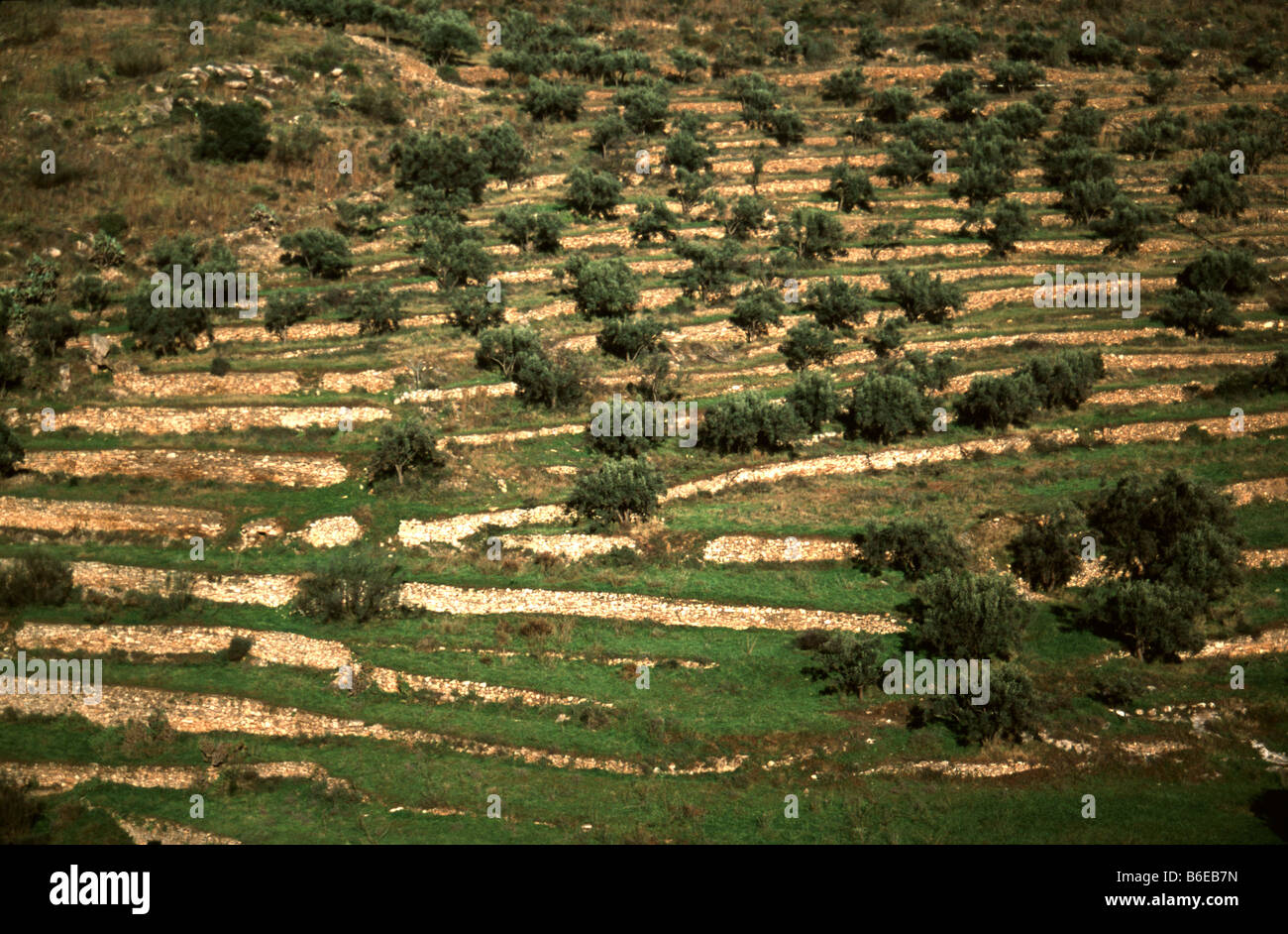 Spain terraced terraces olive hi-res stock photography and images - Alamy