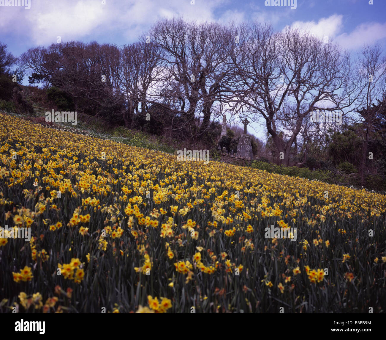 Field of yellow daffodils near St Mary Old Church, Isles of Scilly St ...