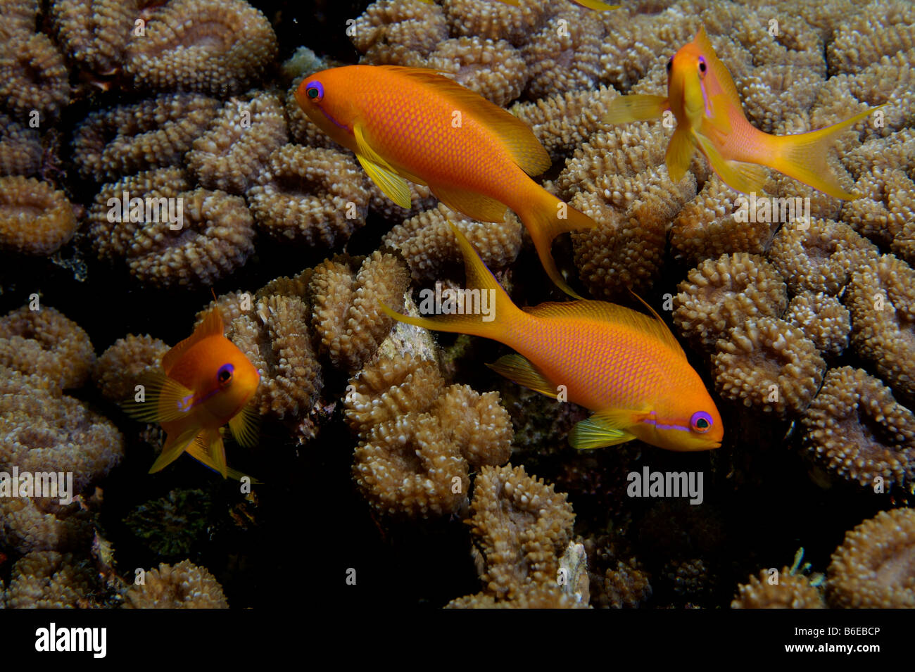 Underwater life in the Red Sea Stock Photo - Alamy