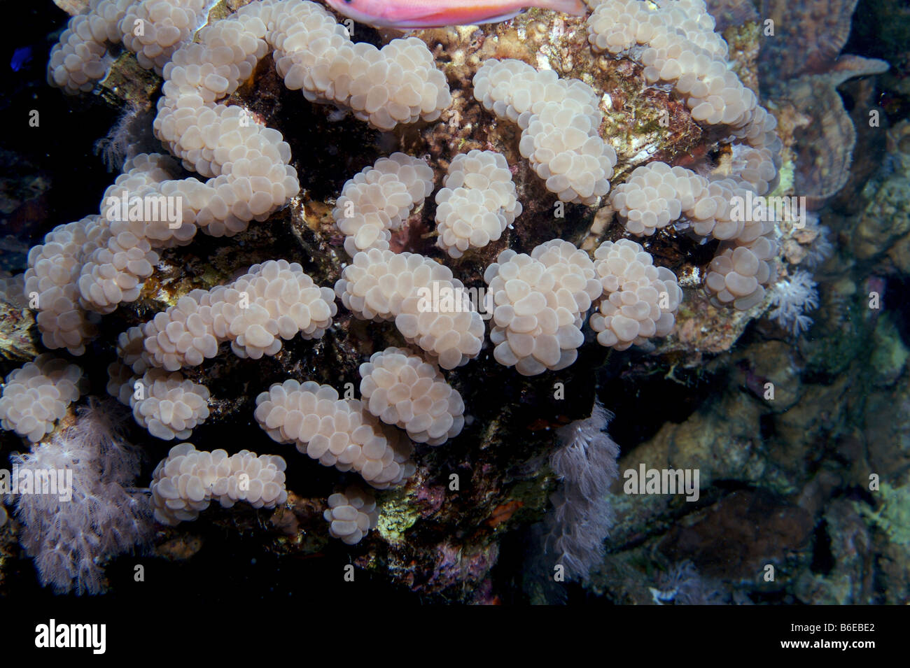 Underwater life in the Red Sea Stock Photo - Alamy