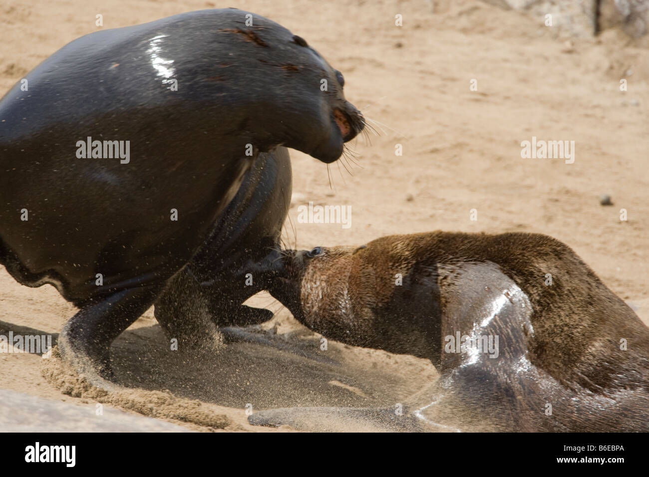 Angry seals hi-res stock photography and images - Alamy