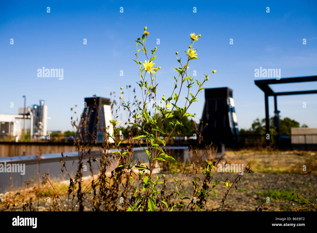 Solar chimneys mounted on the green roof of the Middle School Building ...