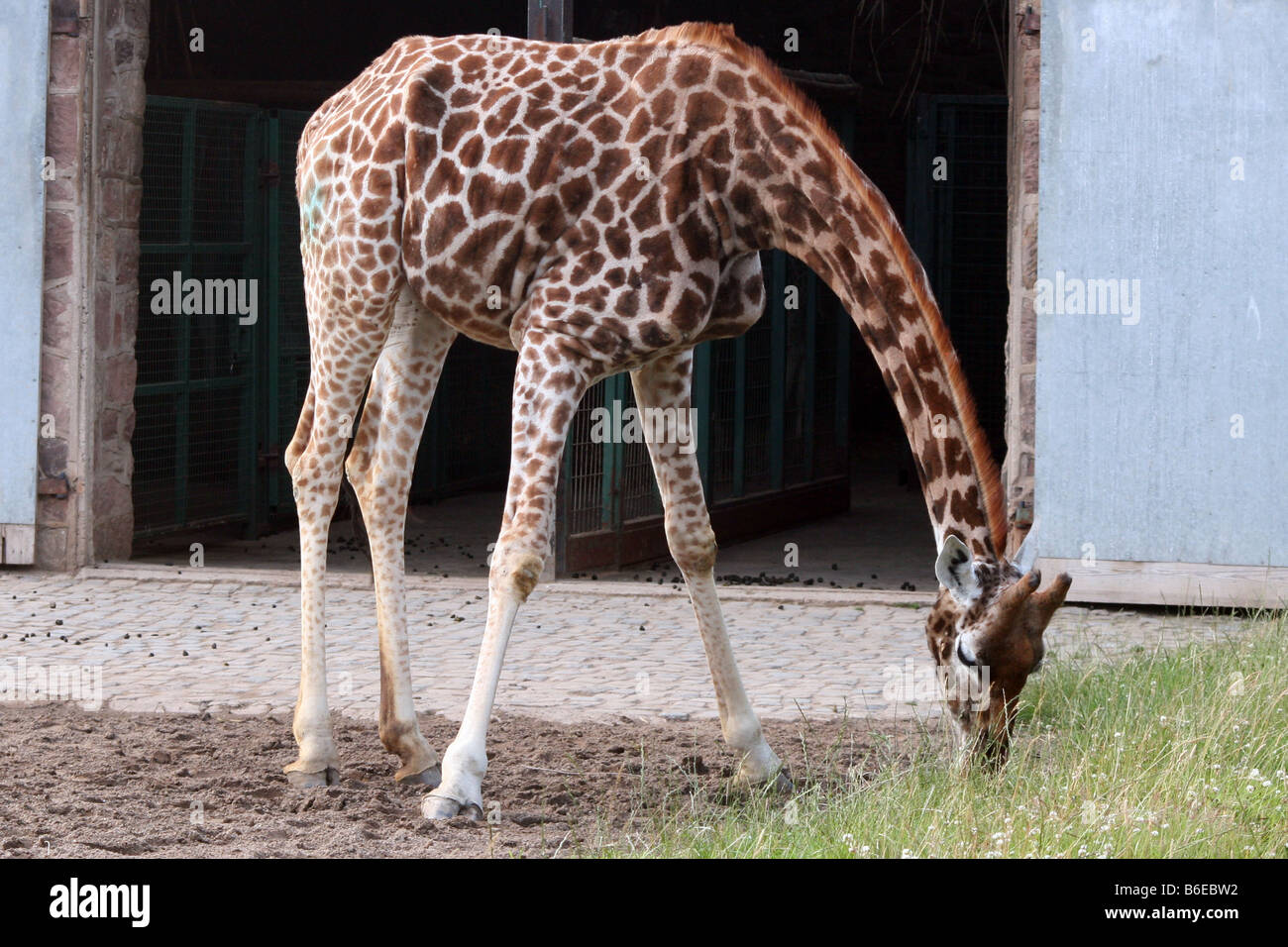 Giraffe [Chester Zoo, Chester, Cheshire, England, Great Britain, United ...