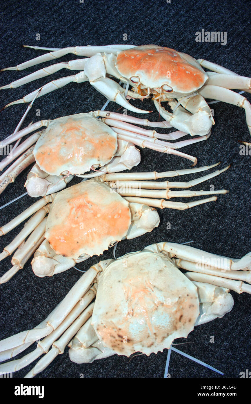 Snow crab australia hi-res stock photography and images - Alamy