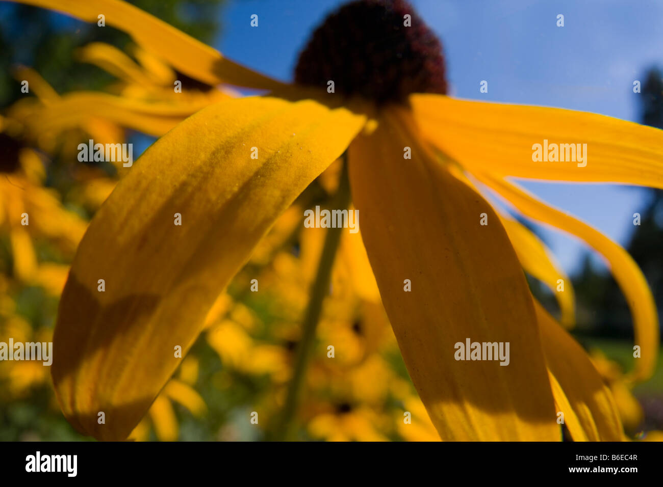 Fisheye view of colorful Black Eyed Susan flowers Stock Photo - Alamy