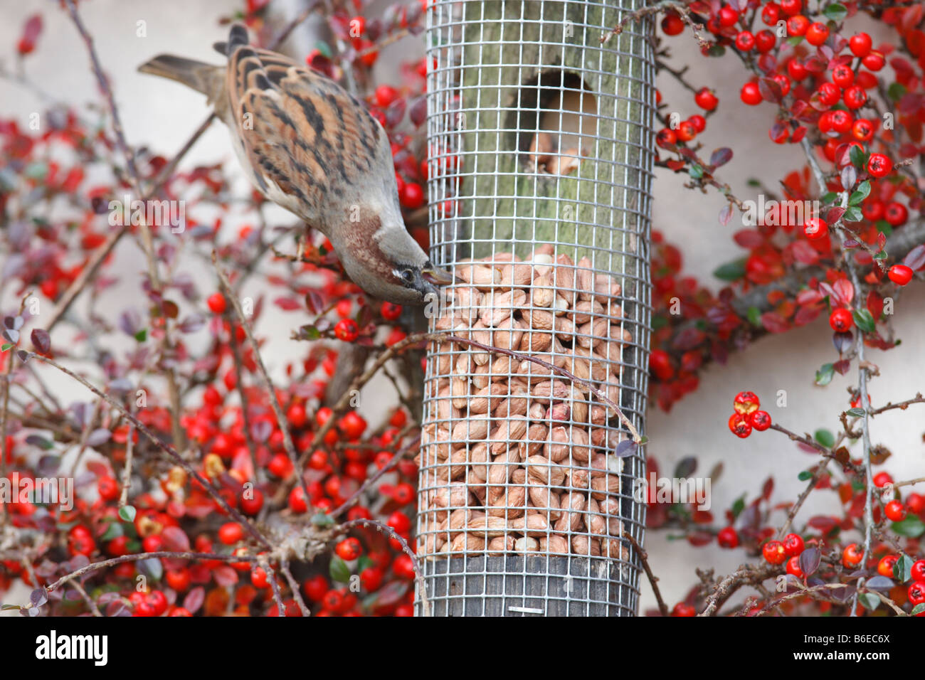 HOUSE SPARROW Passer domesticus MALE AT NUT FEEDER Stock Photo - Alamy