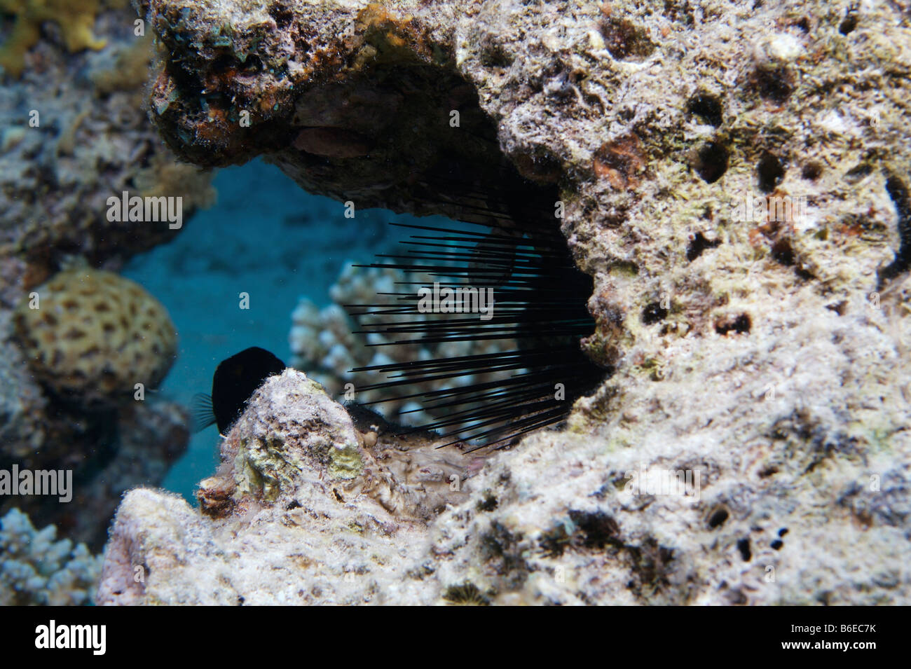 Underwater life in the Red Sea Stock Photo - Alamy