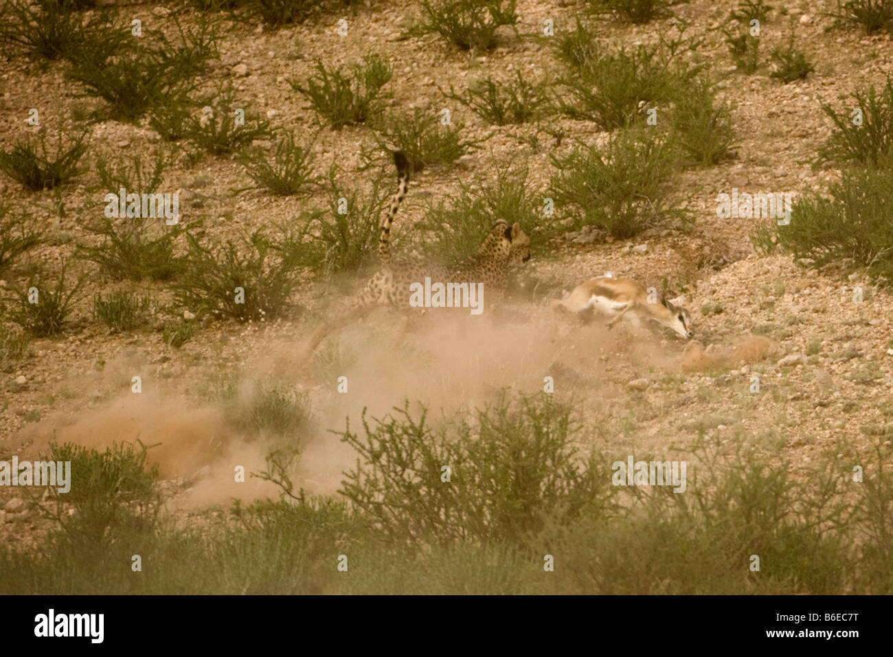 Springbok and cheetah hi-res stock photography and images - Alamy
