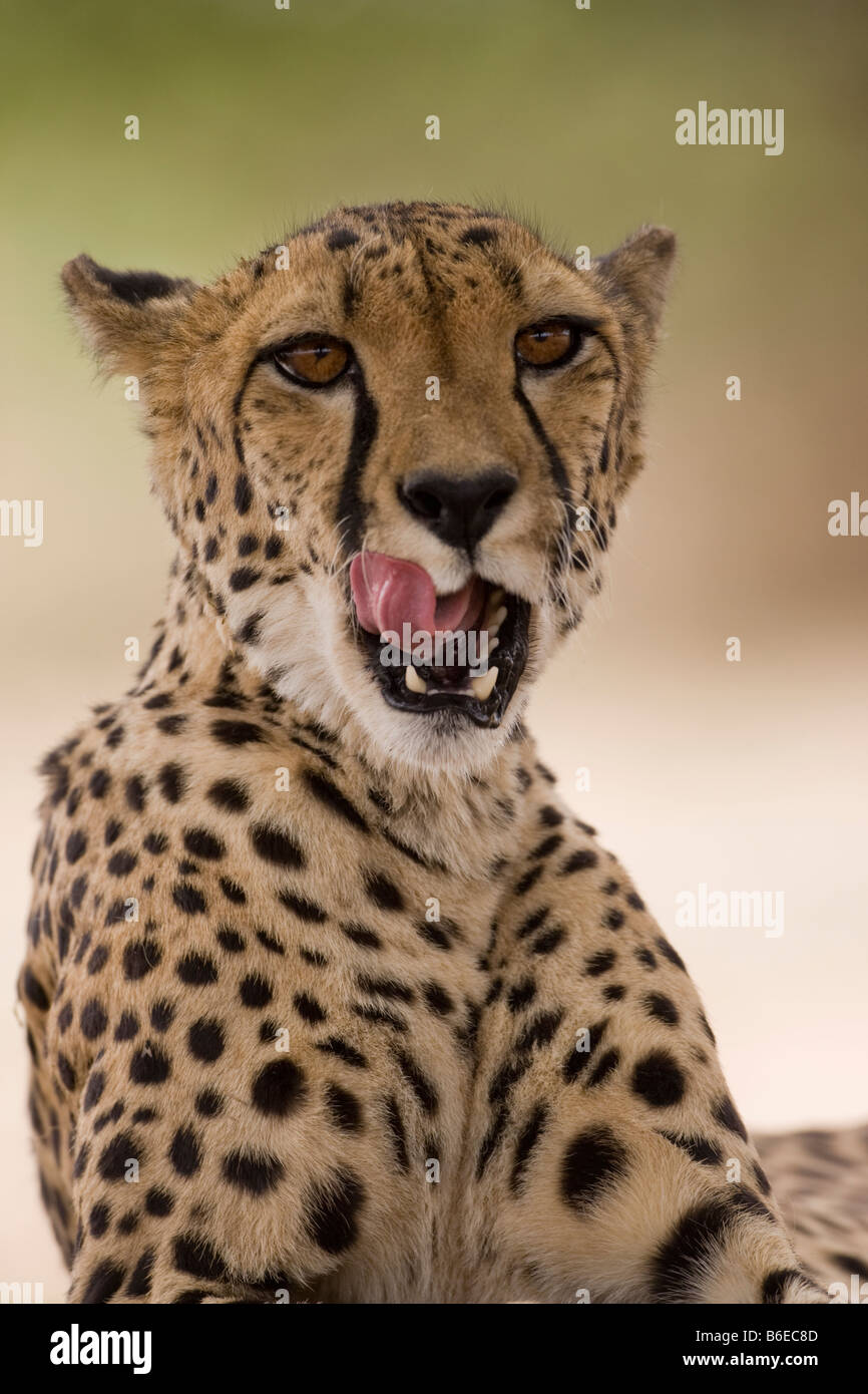 Cheetah sitting in tree hi-res stock photography and images - Alamy