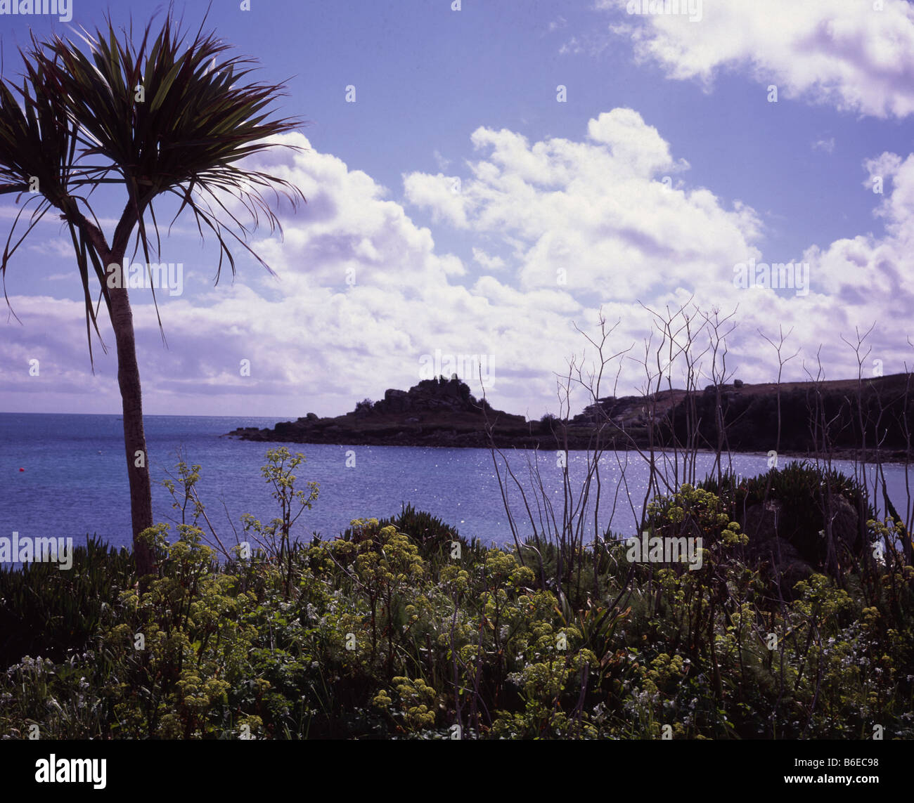 Isles of scilly palm tree hi-res stock photography and images - Alamy