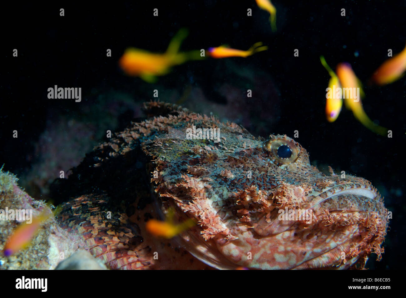 Underwater life in the Red Sea Stock Photo - Alamy
