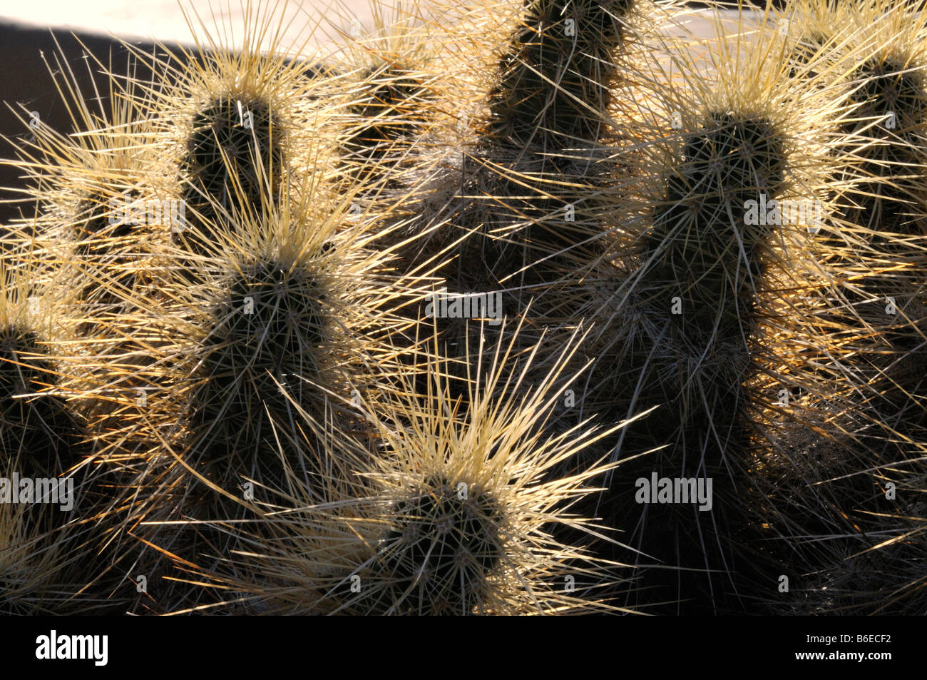 Cholla cactus spines hi-res stock photography and images - Alamy