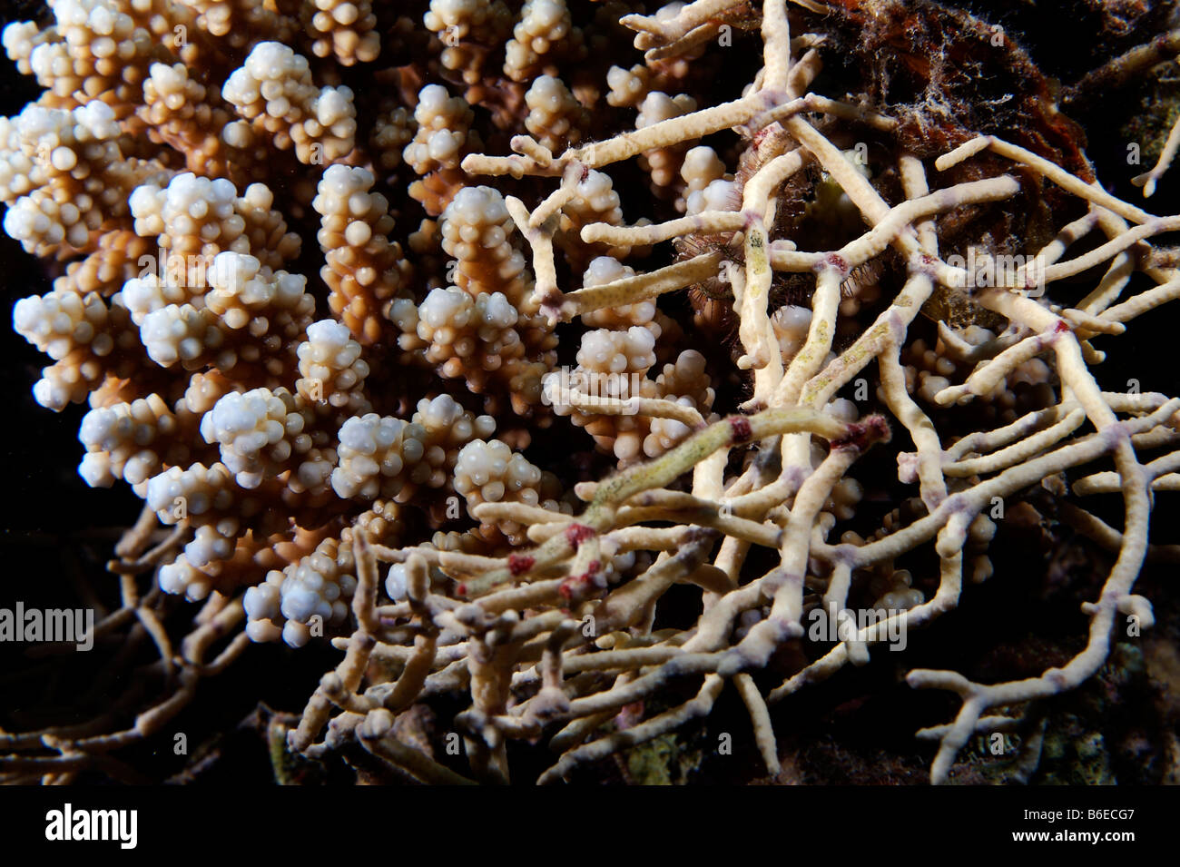 Red seaweed coral hi-res stock photography and images - Alamy