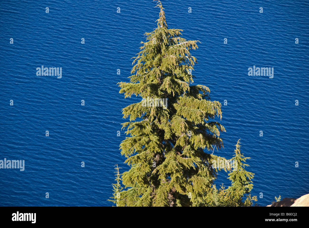 Tree above the deep blue water of Crater Lake Stock Photo - Alamy