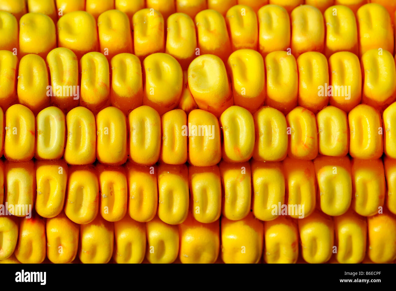 Dried feed corn hi-res stock photography and images - Alamy