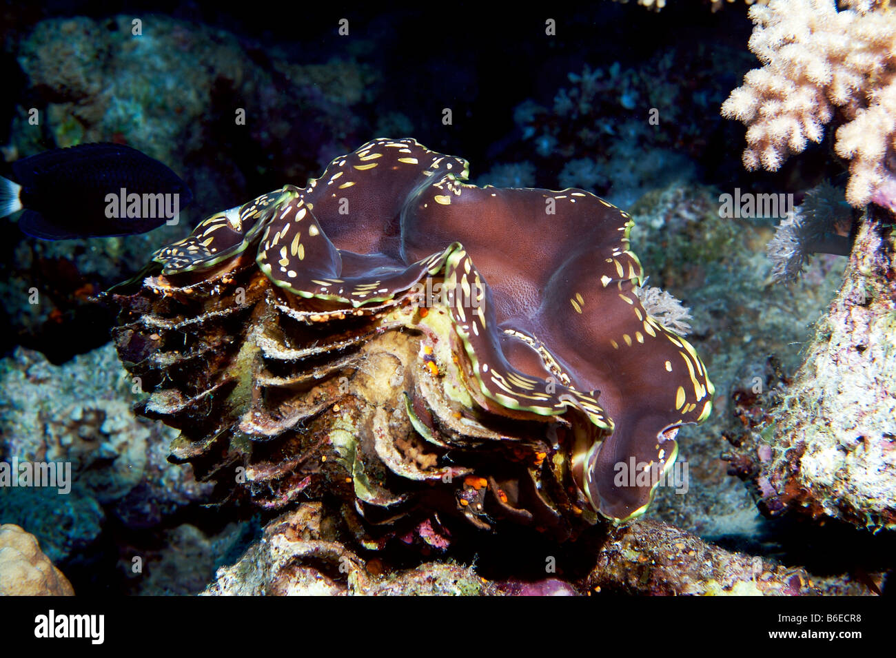 Underwater life in the Red Sea Stock Photo - Alamy