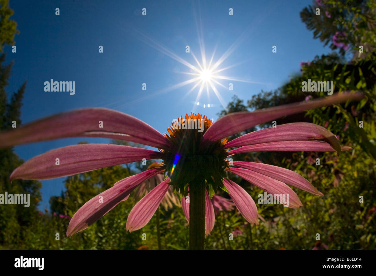 Fisheye view looking up of Coneflower from below Stock Photo - Alamy
