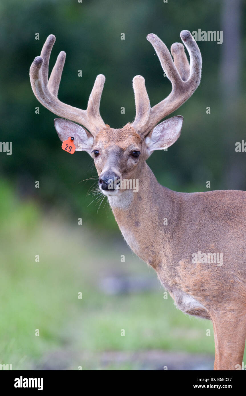 Whitetail buck deer smoky mountains hi-res stock photography and images ...