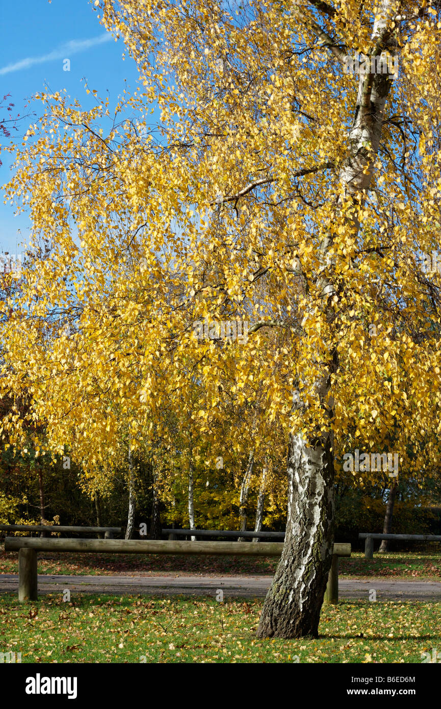 Autumn tree, Aldenham Country park, Elstree, Hertfordshire, England, UK ...