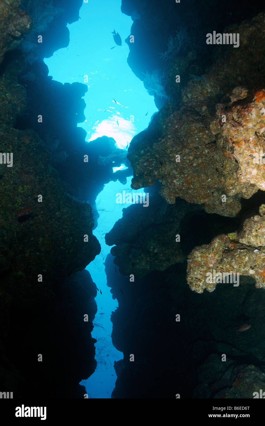 Underwater life in the Red Sea Stock Photo - Alamy