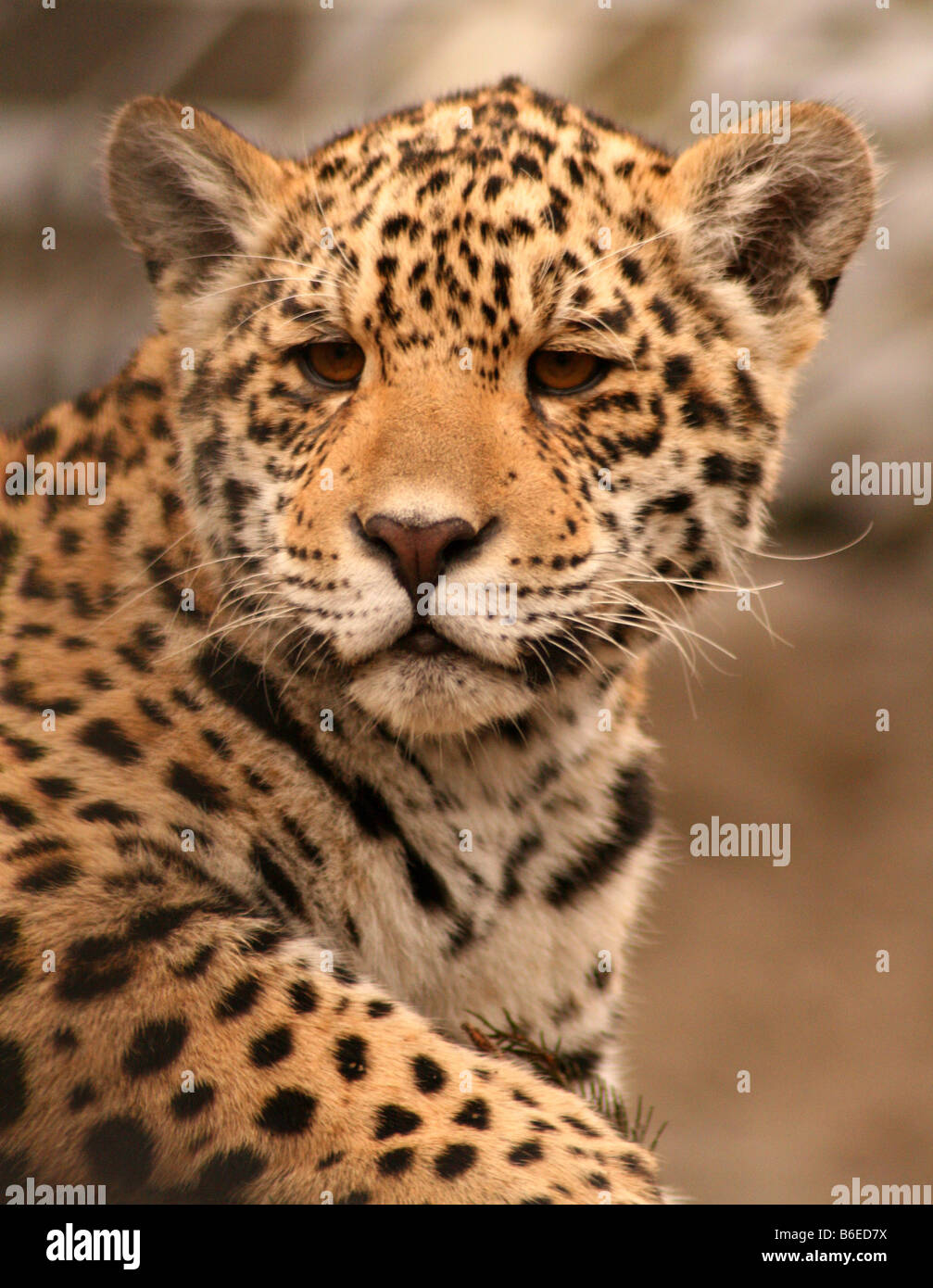 Captive animal hi-res stock photography and images - Alamy