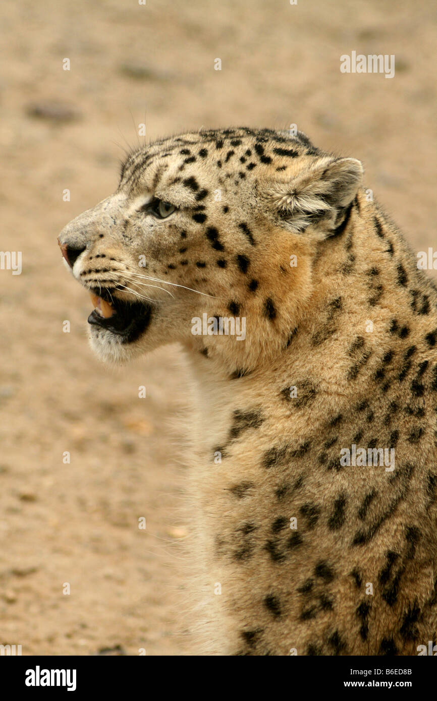 Profile of captive Snow Leopard Stock Photo - Alamy