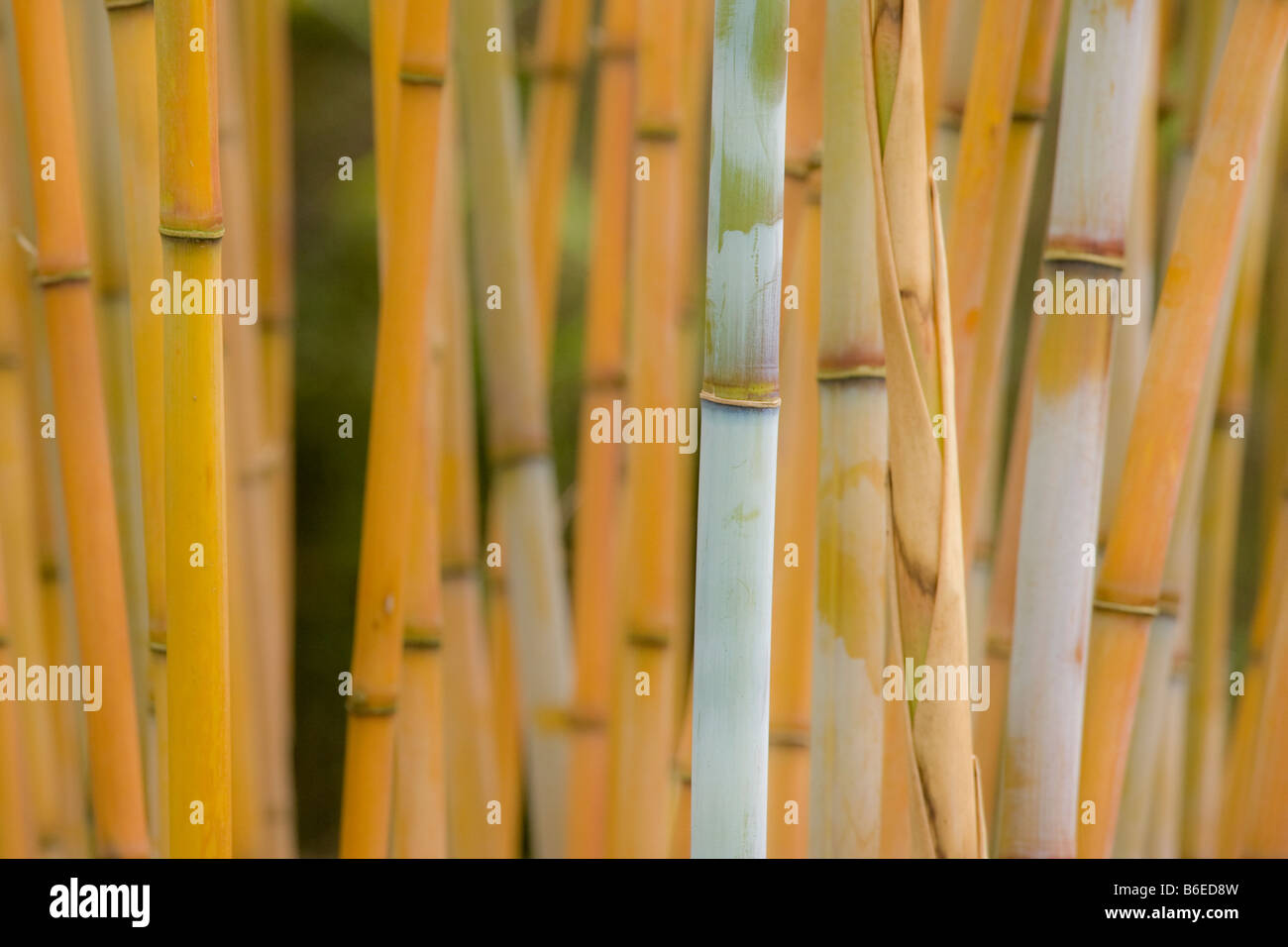 Blue Himalayan Bamboo Stock Photo - Alamy
