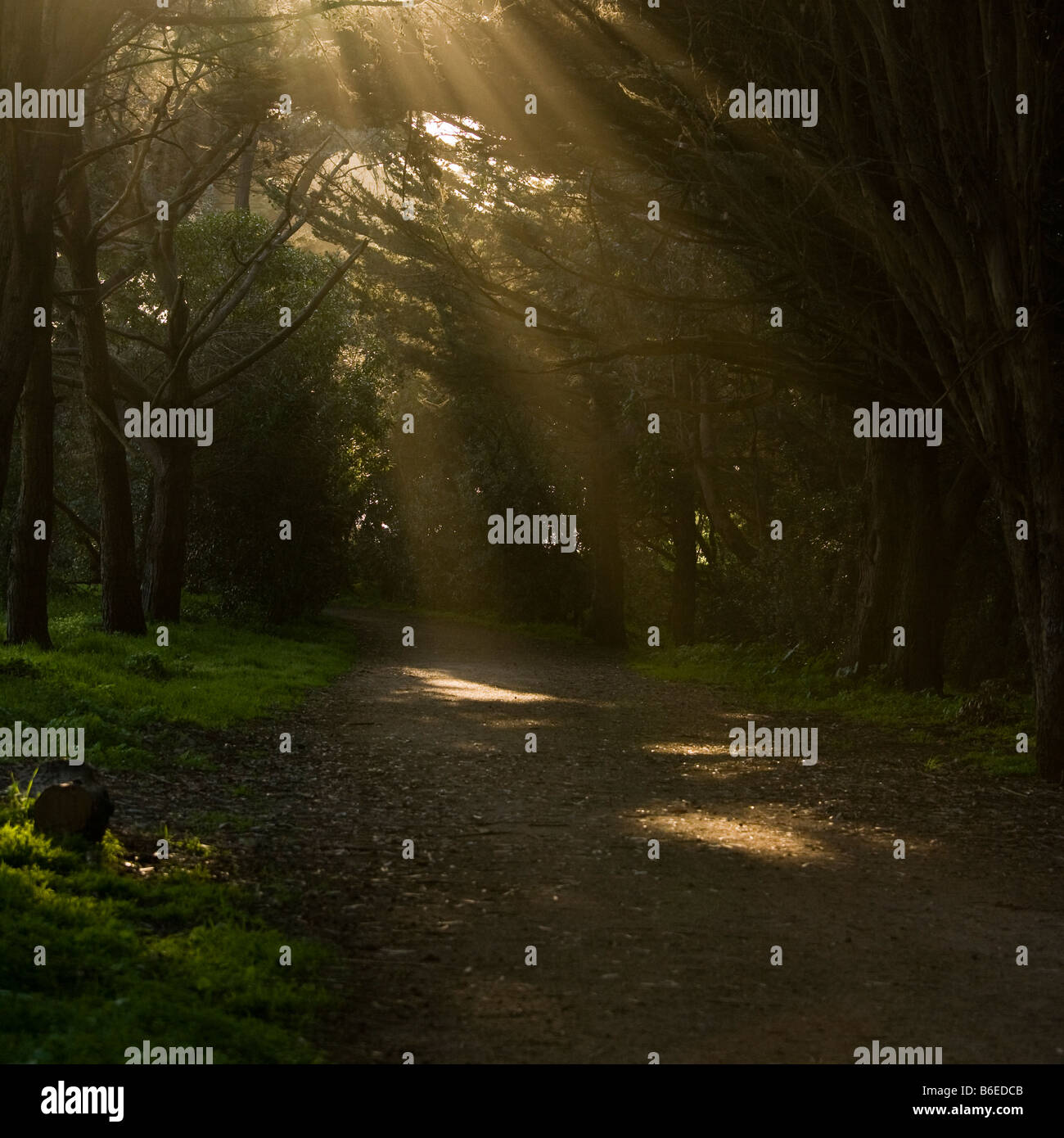 Dappled Light High Resolution Stock Photography and Images - Alamy