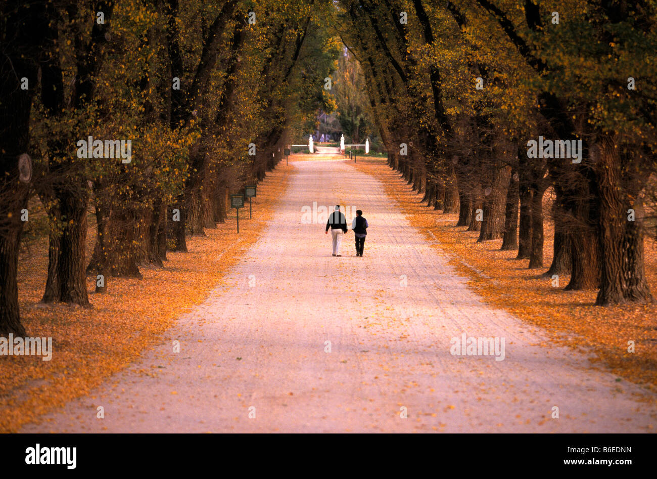 Avenue trees two people senior hi-res stock photography and images - Alamy