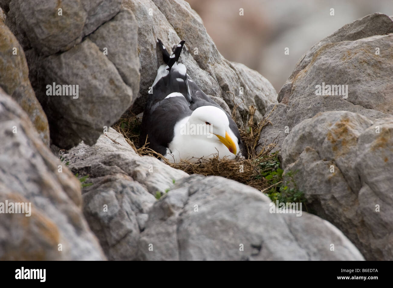Female seagull hi-res stock photography and images - Alamy