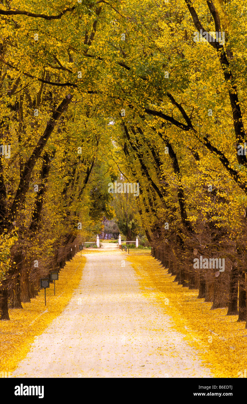 Avenue of trees in Autumn Stock Photo - Alamy