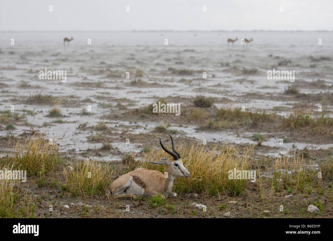 Springbok in the rain hi-res stock photography and images - Alamy