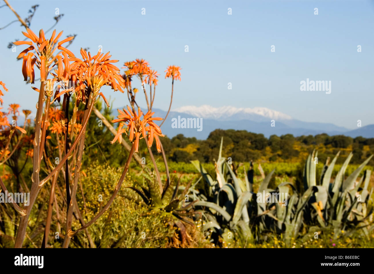 Mediterranean pyrenees hi-res stock photography and images - Alamy