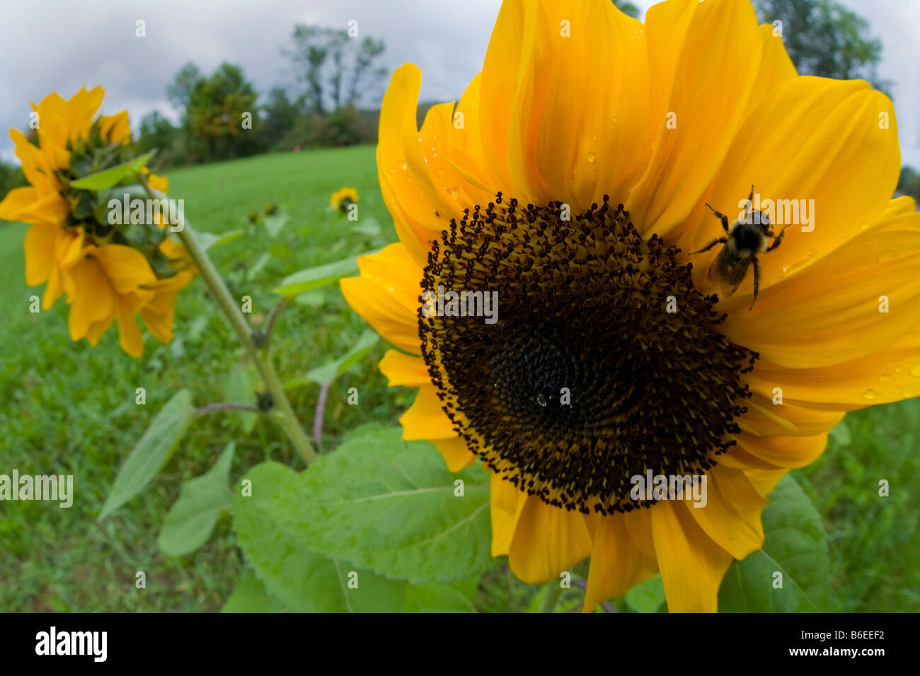 Sunflower with Honey Bee Stock Photo - Alamy