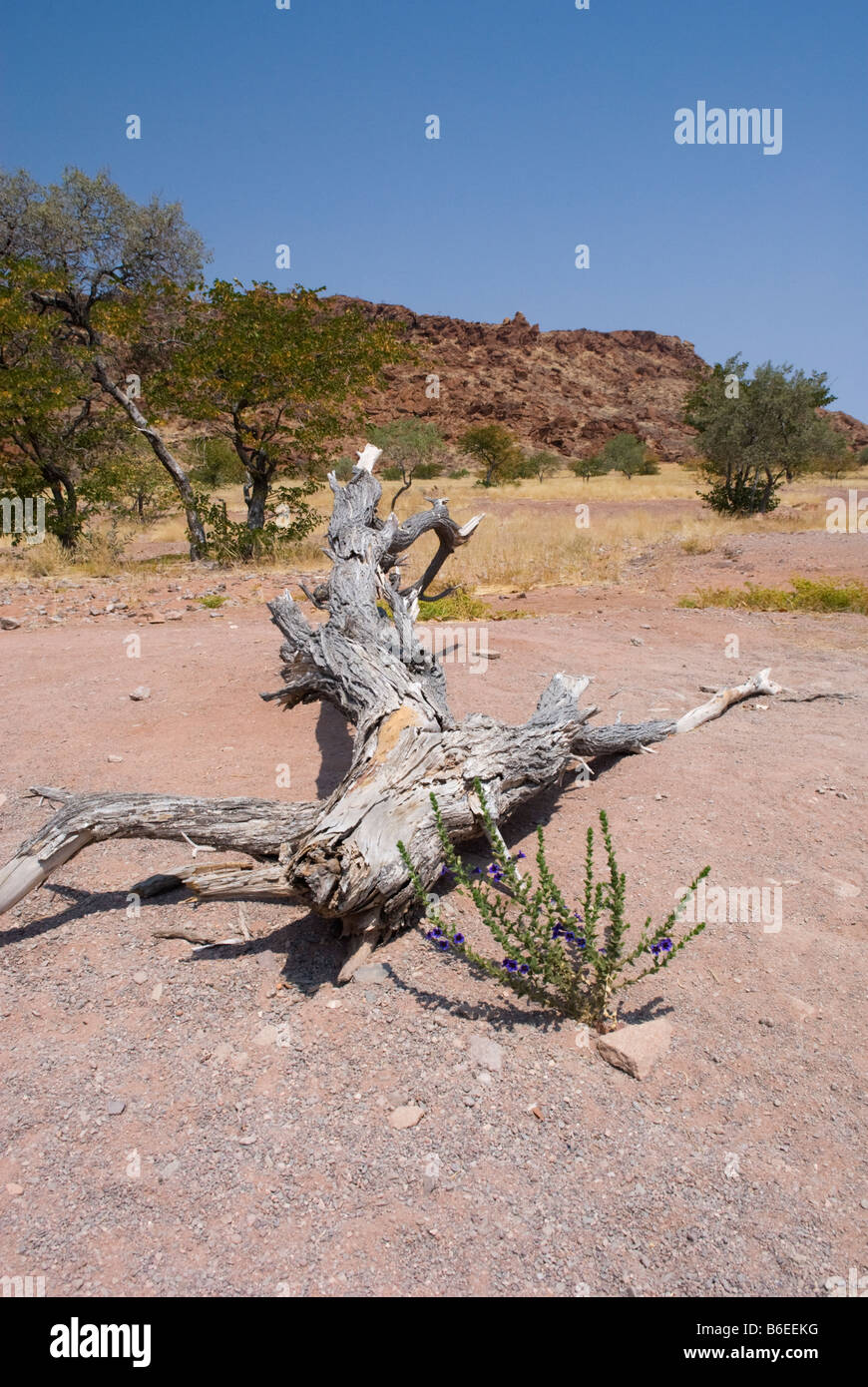 Tree stump at Twyfelfontein, Damaraland, Namibia Stock Photo - Alamy