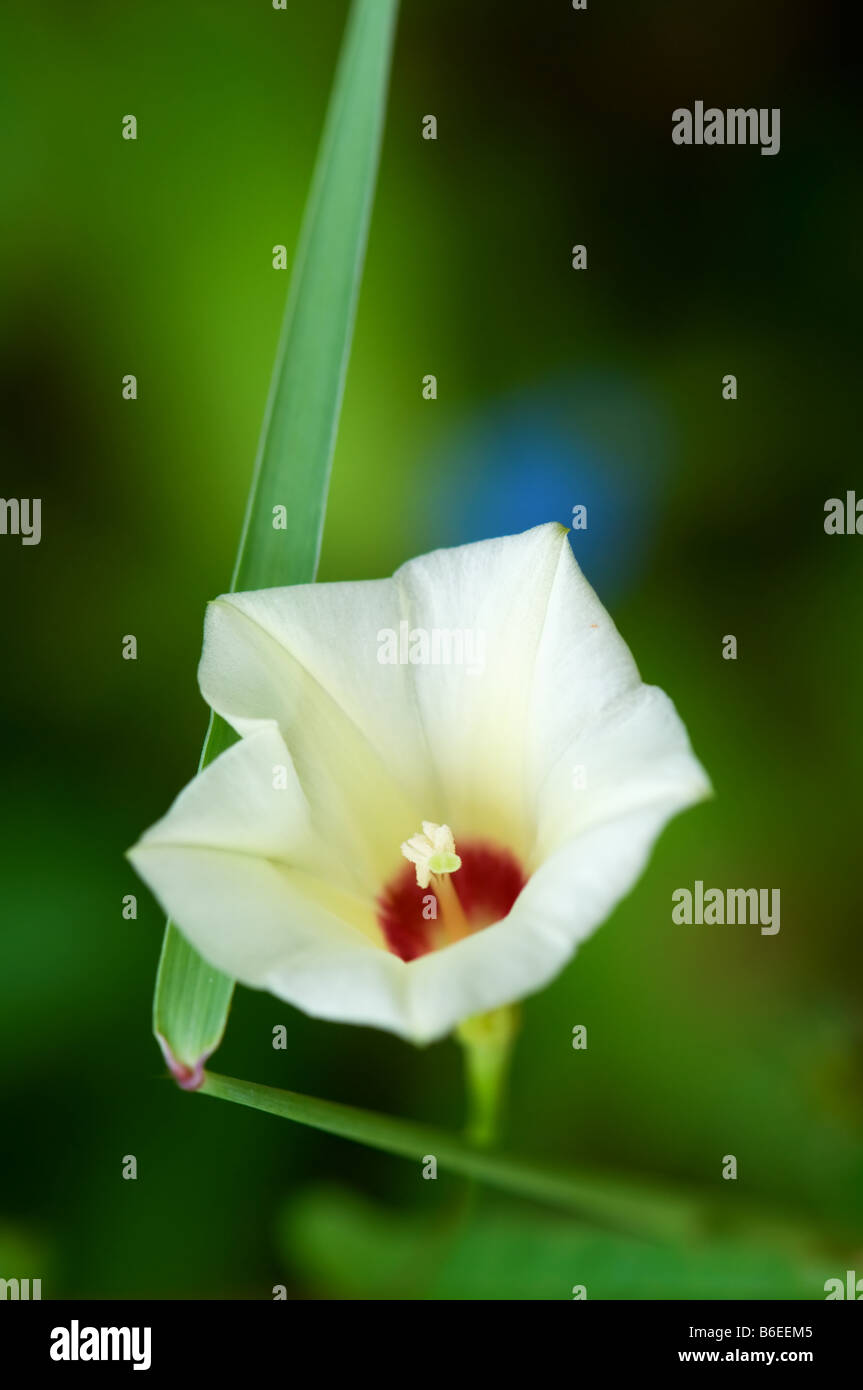 Single morning glory flower over green background Stock Photo - Alamy