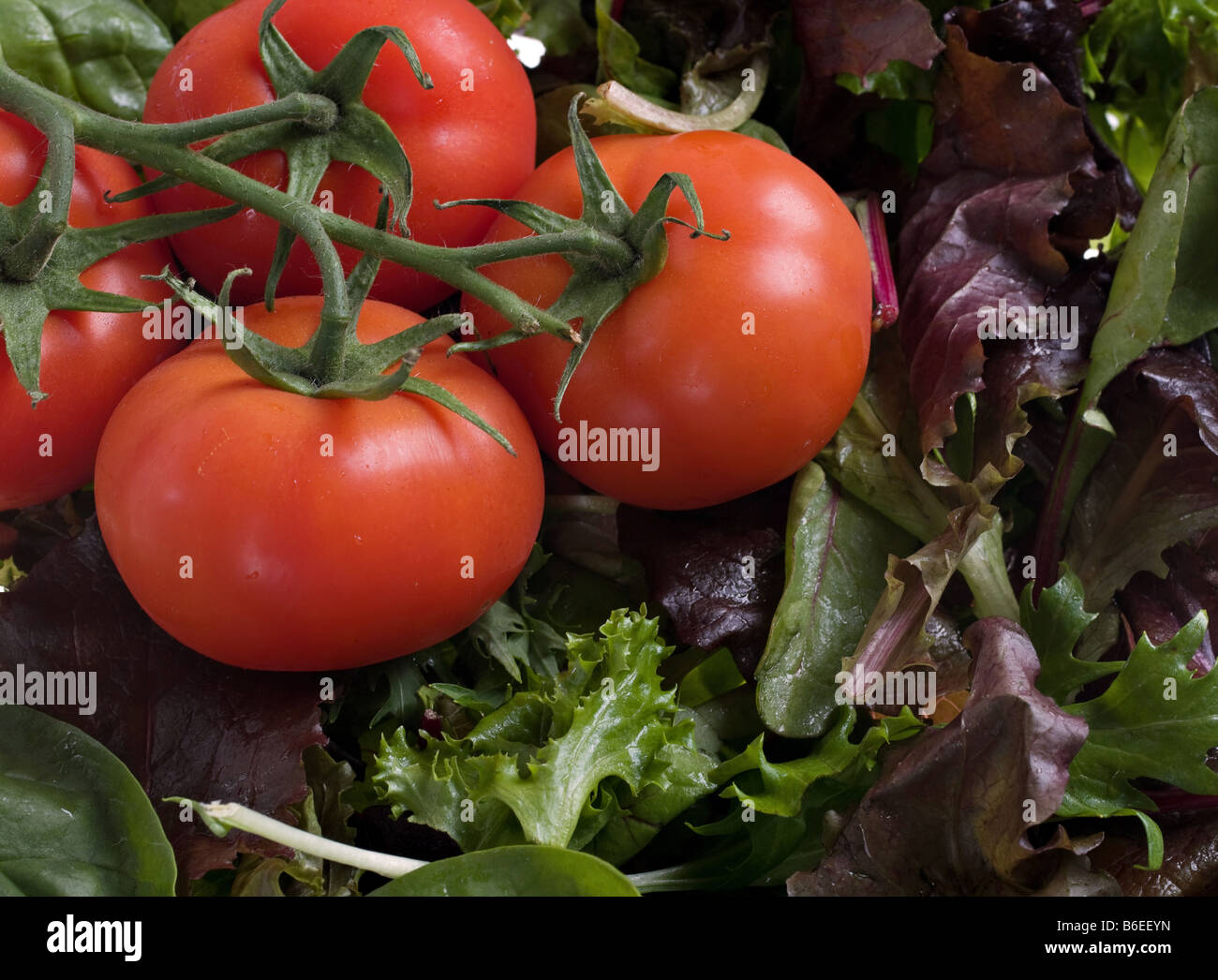 great image of freshly picked tomatoes and lettuce Stock Photo - Alamy