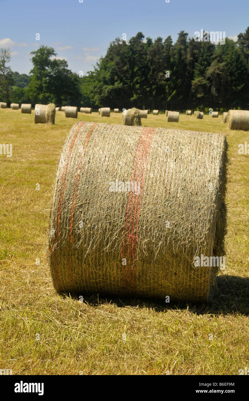 Baled grass hay hi-res stock photography and images - Alamy