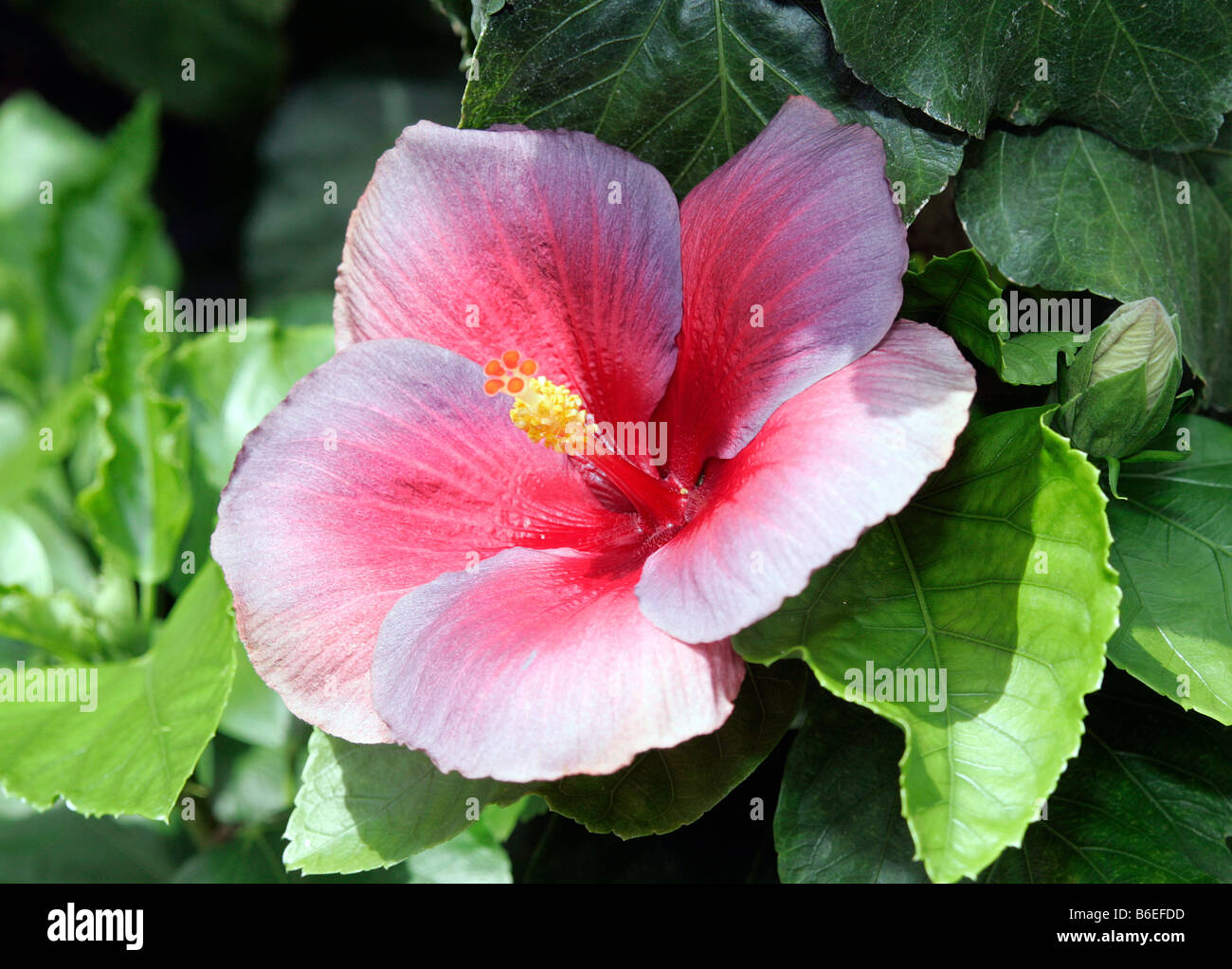 A Night Fire Chinese Hibiscus flower Stock Photo - Alamy