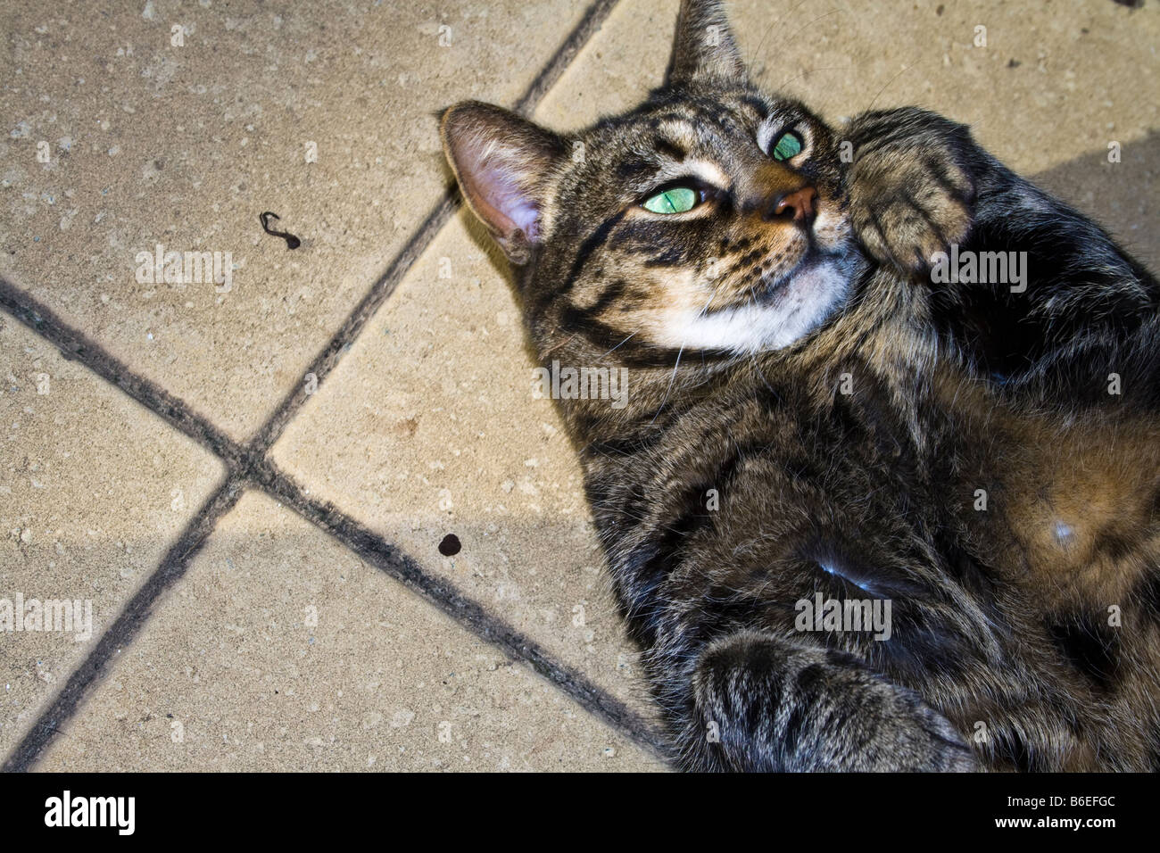 Fat Cat on Ground Stock Photo - Alamy