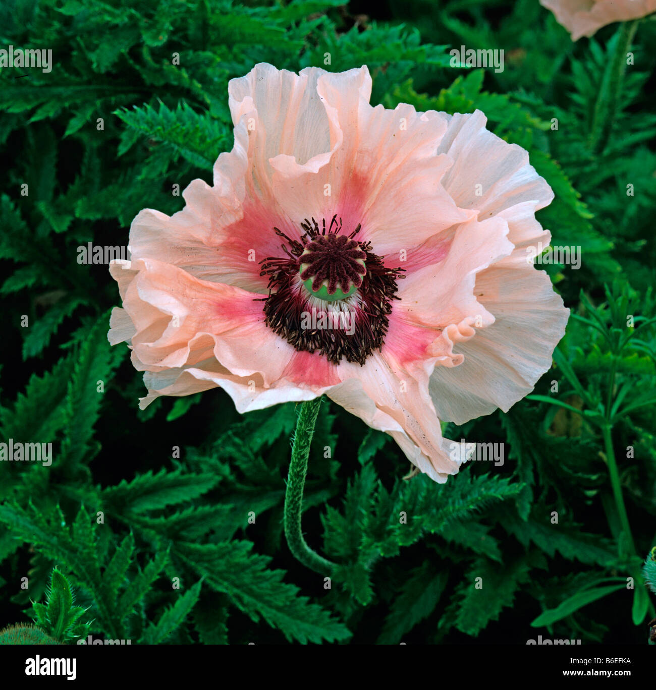 Papaver orientale juliane hi-res stock photography and images - Alamy