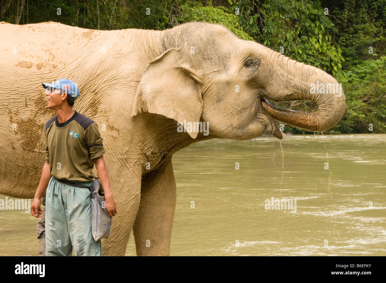 Elephant being washed by a mahout (elephant keeper) in a river in ...